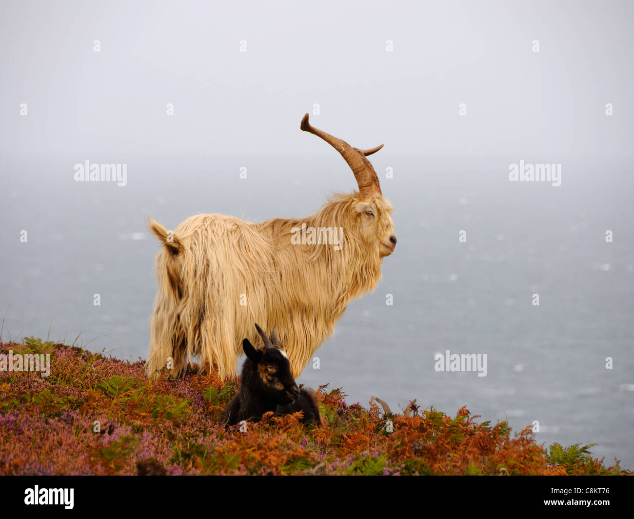 Male feral goat hi-res stock photography and images - Alamy