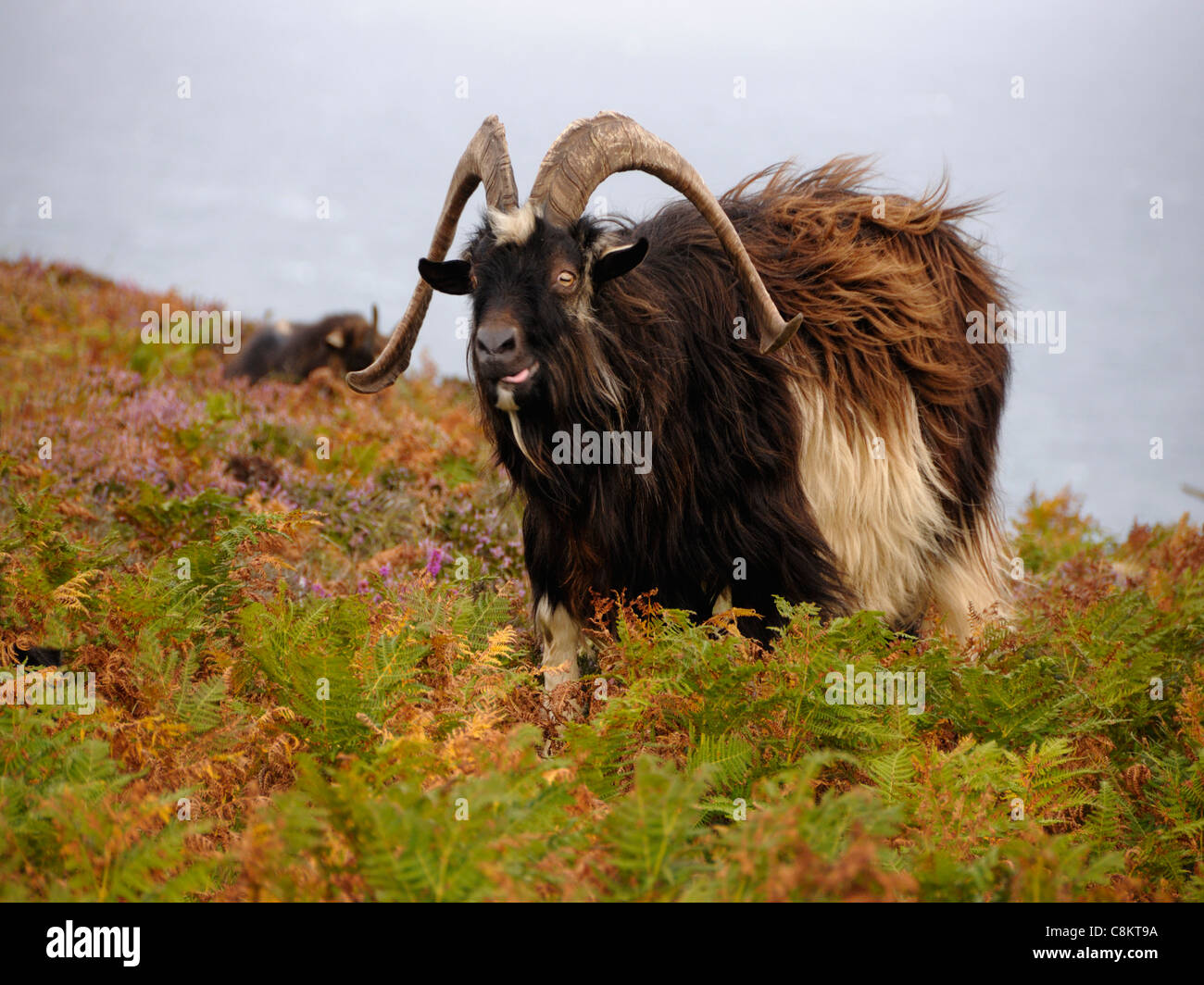 Male feral goat hi-res stock photography and images - Alamy