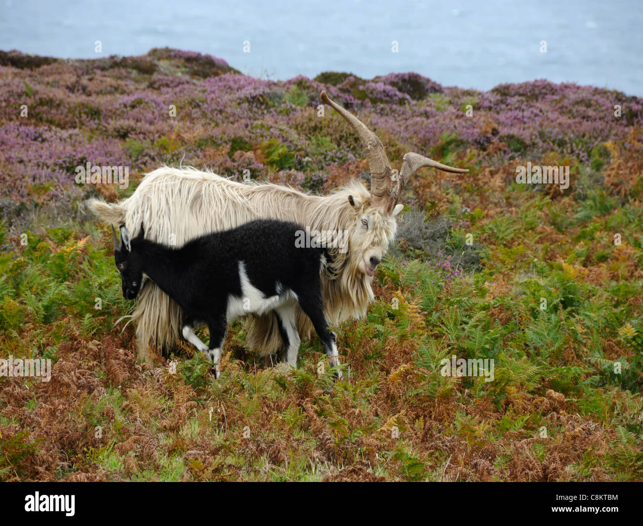 A male feral goat ( Capra aegagrus hircus ) cuddles up to and courts a ...