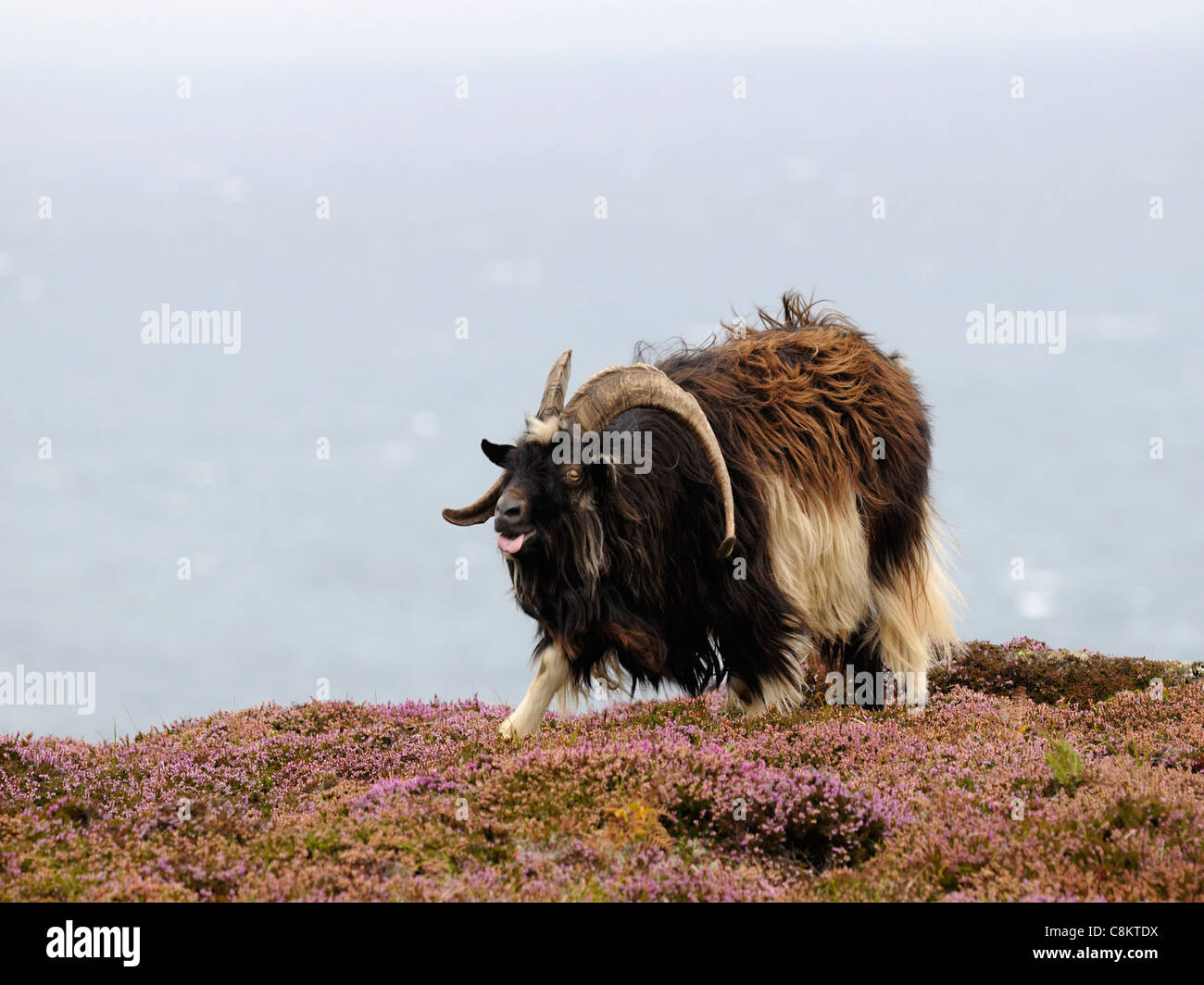 Male feral goat hi-res stock photography and images - Alamy