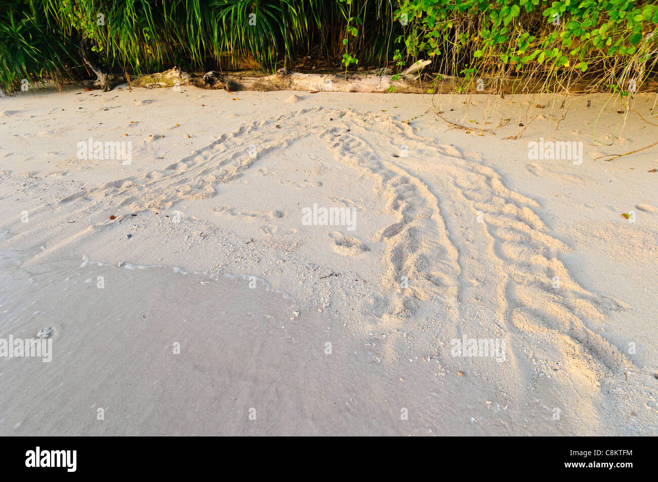 Turtle life cycle hi-res stock photography and images - Alamy