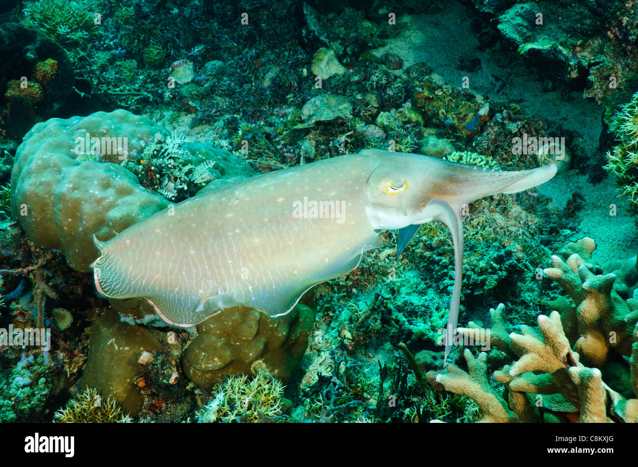 Broadclub cuttlefish hunting small fish, Sangalaki, Kalimantan ...