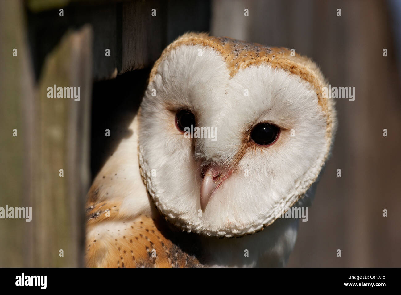 A close-up of a Barn Owl's head Stock Photo - Alamy