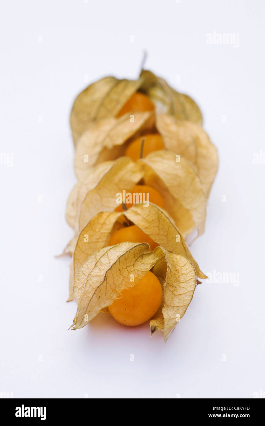 Physalis fruits physalis peruviana hi-res stock photography and images ...
