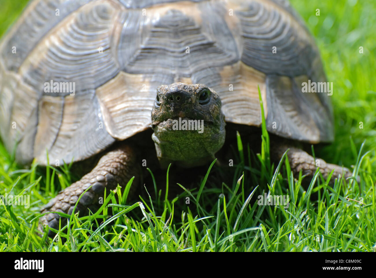 Tortoise garden uk hi-res stock photography and images - Alamy