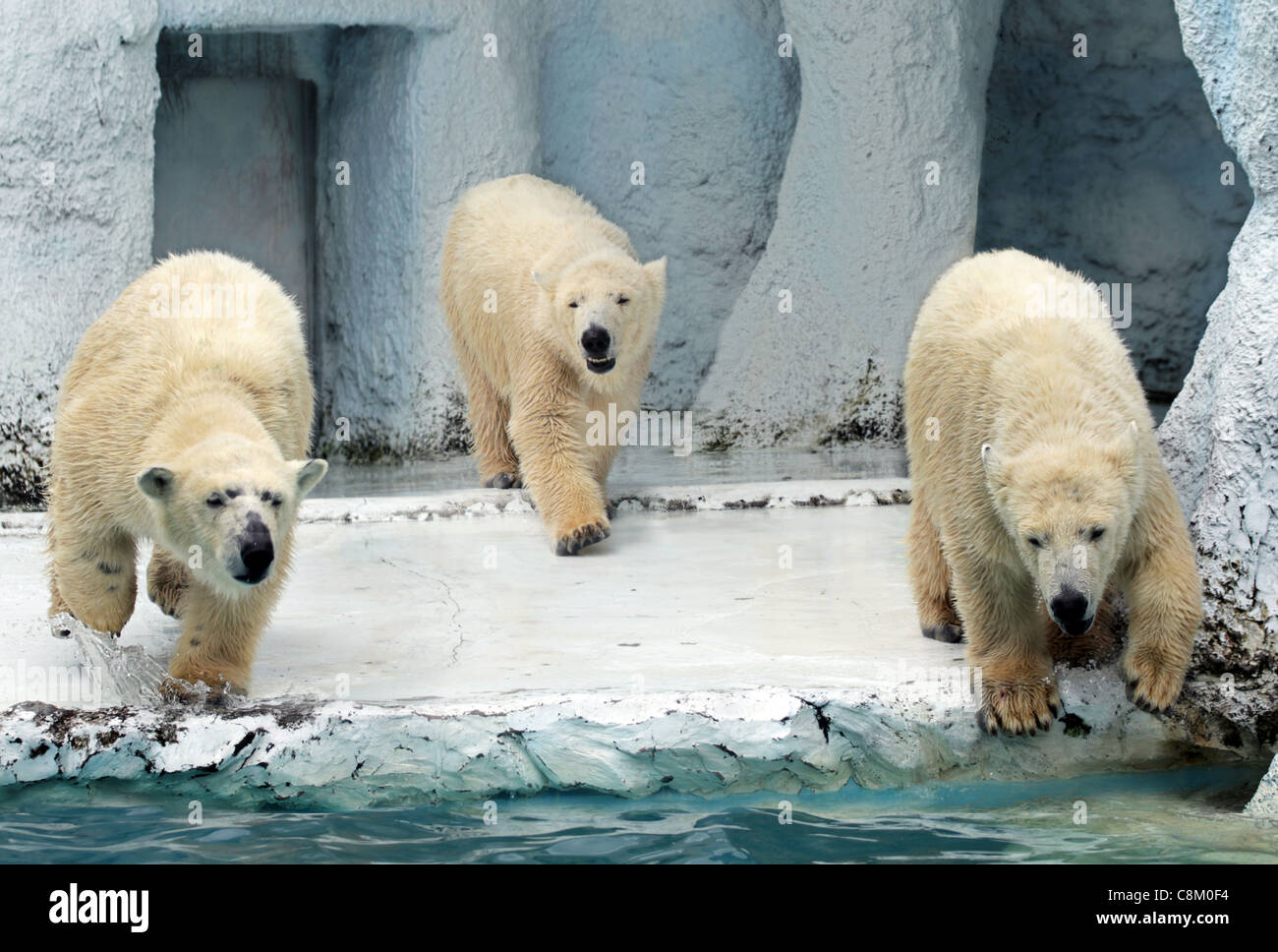 Polar Bear (Ursus maritimus Stock Photo - Alamy