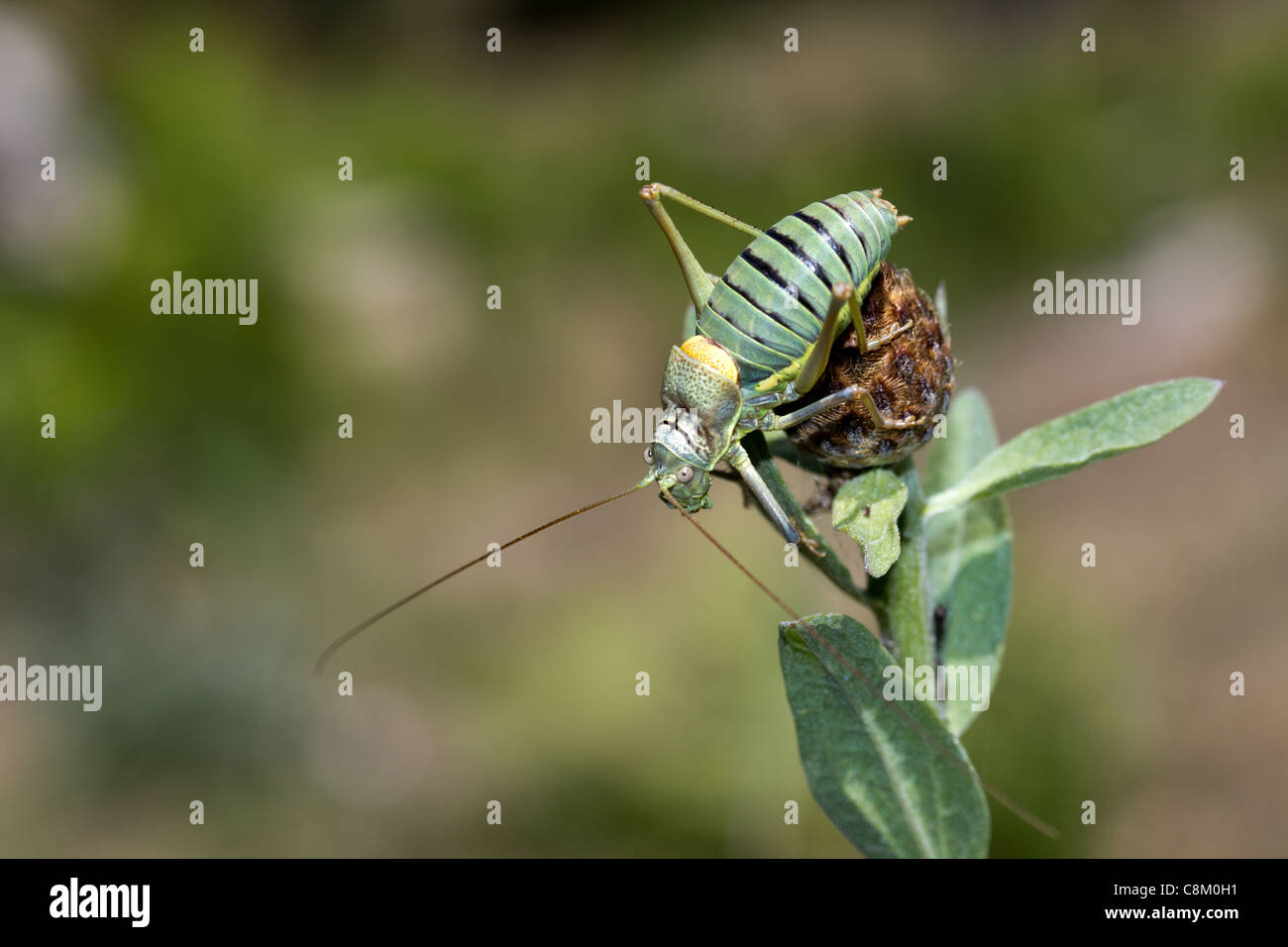 Bush-Cricket (Steropleurus asturiensis Stock Photo - Alamy