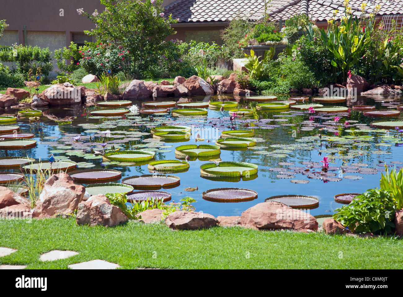 Water Lilies and pond Stock Photo - Alamy