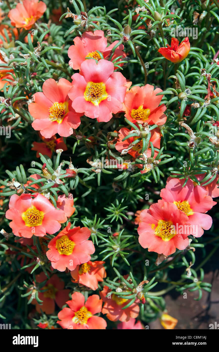 light red portulaca flowers on a sunny day Stock Photo - Alamy