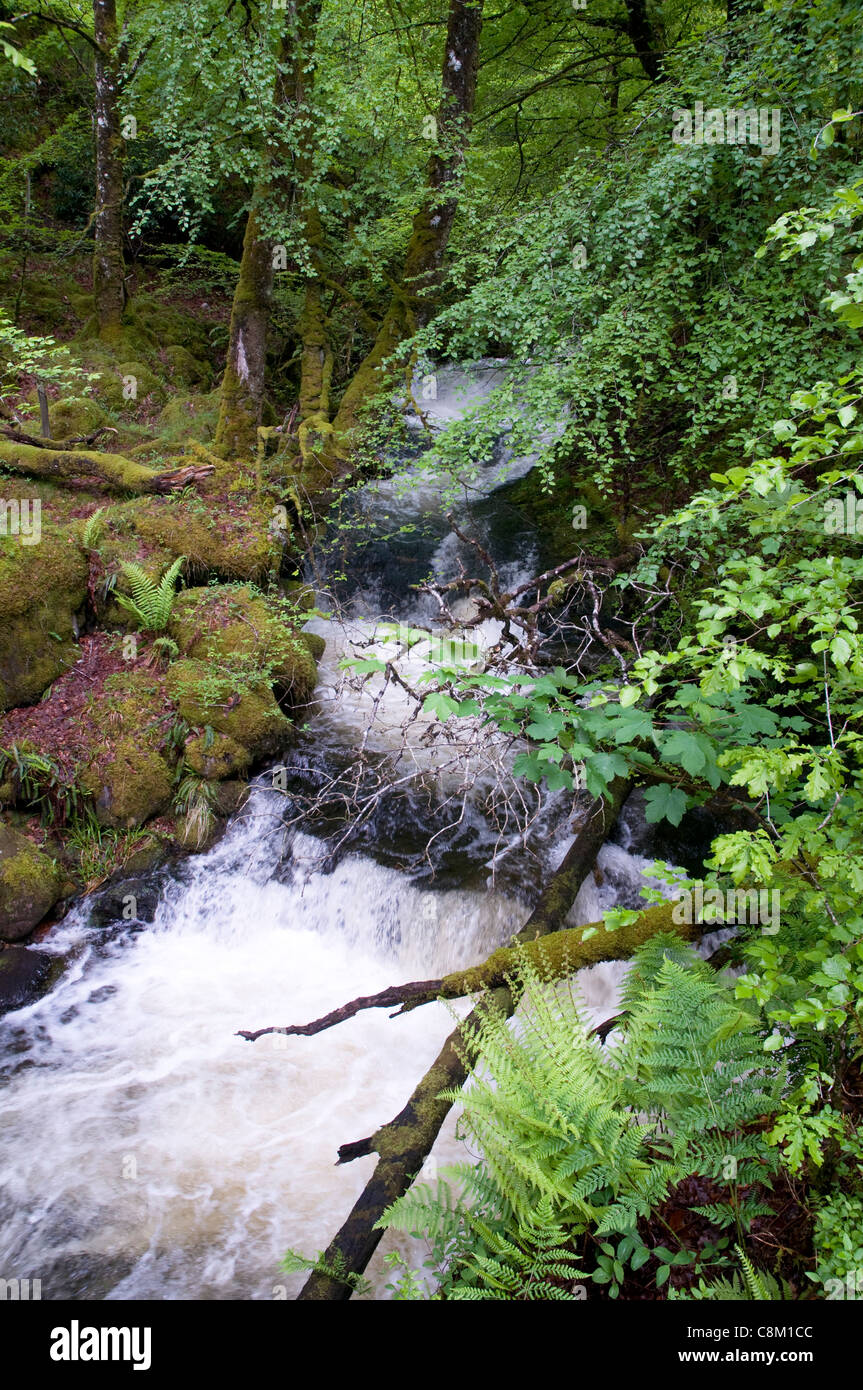 A mountain stream rushes down towards Glen Creran in western Scotland ...