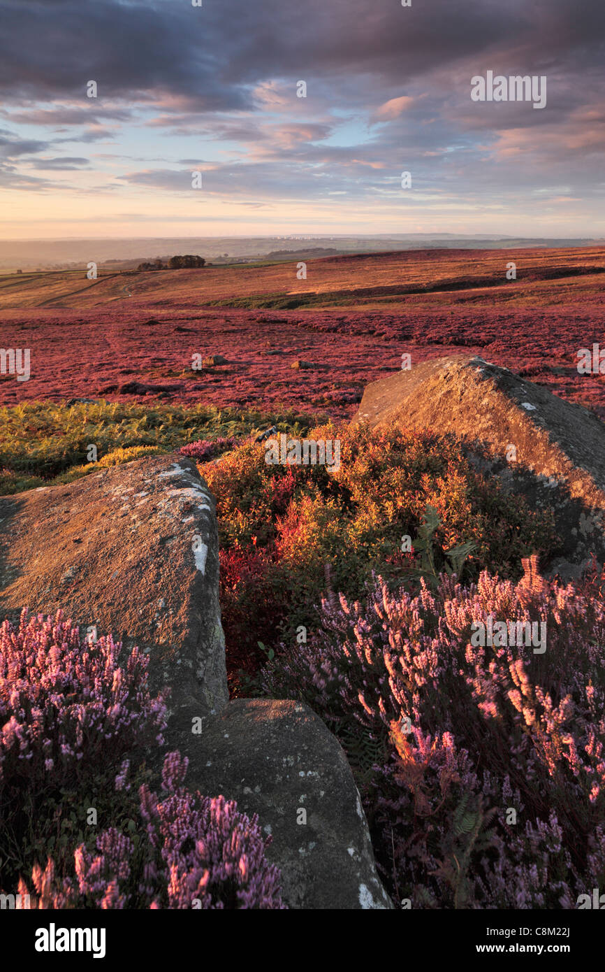 Bright purple heather in Nidderdale as seen from High Crag Ridge near ...