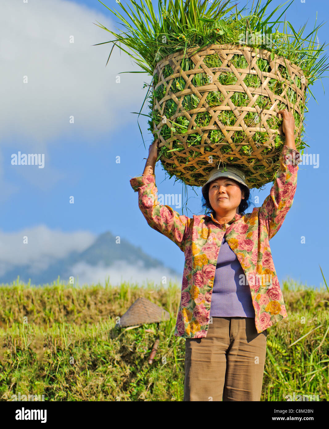 Balinese rice terrace hi-res stock photography and images - Alamy