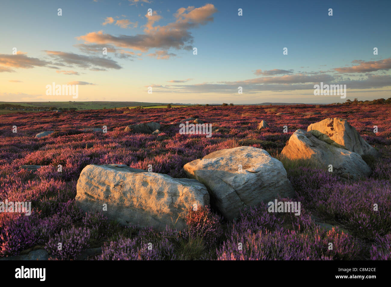 Purple heather moor hi-res stock photography and images - Alamy