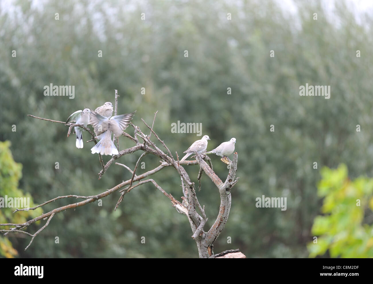 Eurasian collared dove - Collared turtle-dove (Streptopelia decaocto ...