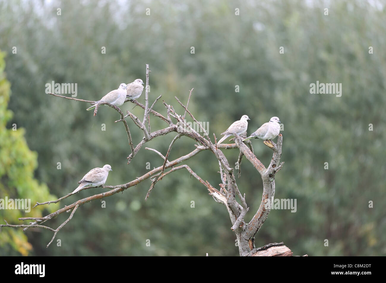 Eurasian collared dove - Collared turtle-dove (Streptopelia decaocto ...