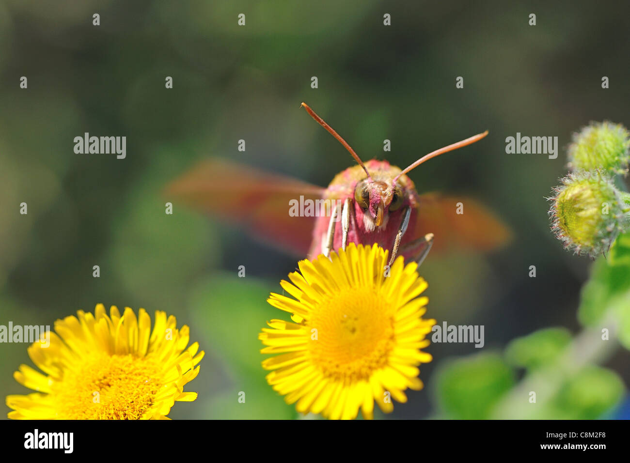 Large elephant hawk-moth (Deilephila elpenor) vibrating its wings on a ...