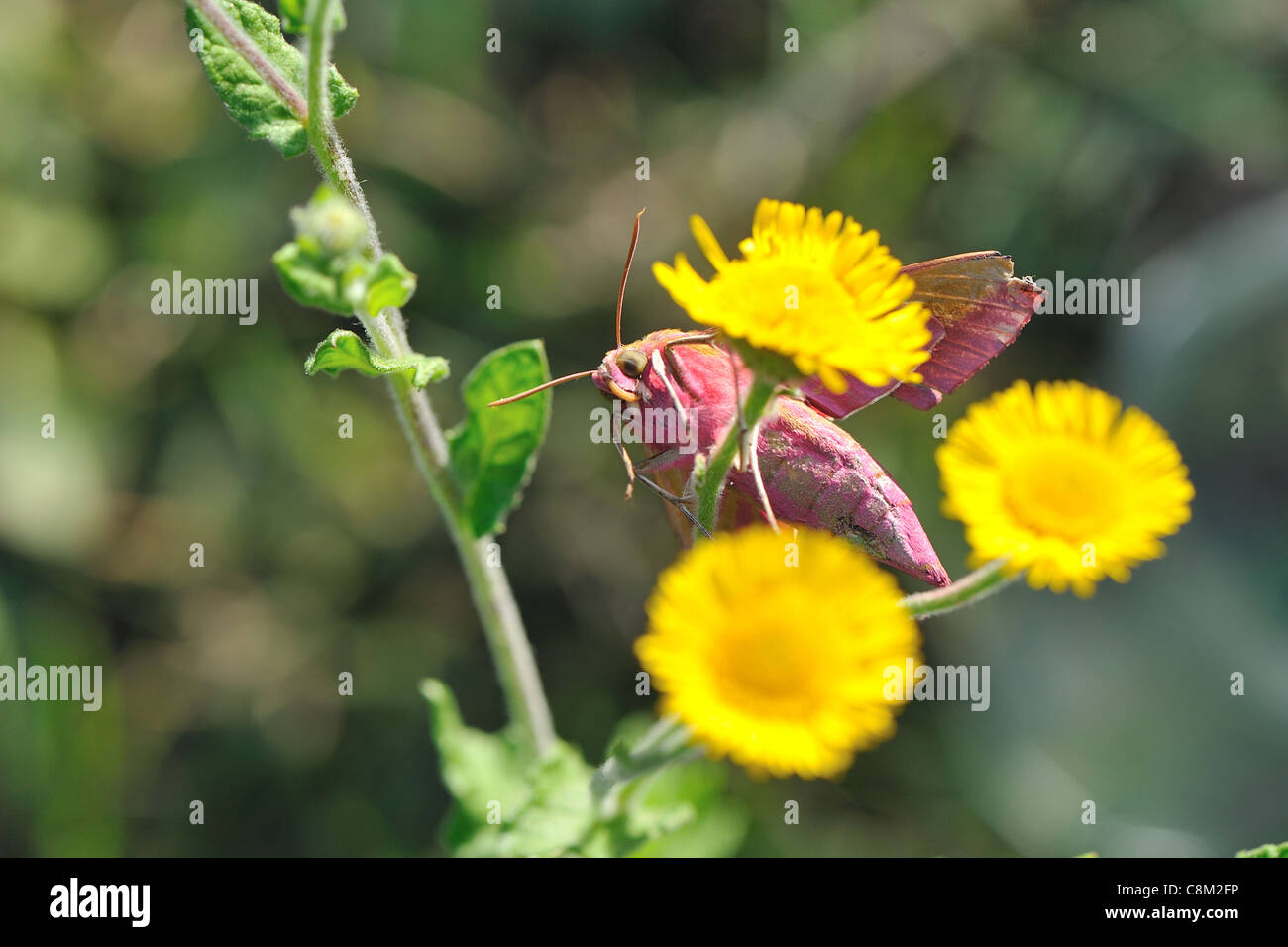 Large elephant hawk-moth (Deilephila elpenor) standing on a flower ...
