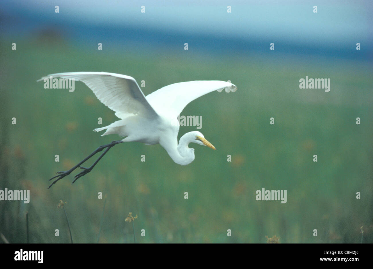 Intermediate egret - Yellow-billed egret (Egretta intermedia - Ardea ...