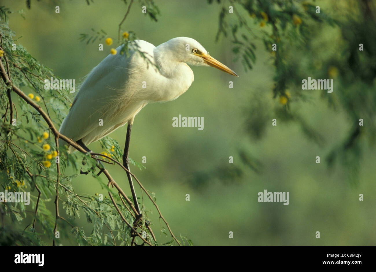 Intermediate egret - Yellow-billed egret (Egretta intermedia - Ardea ...