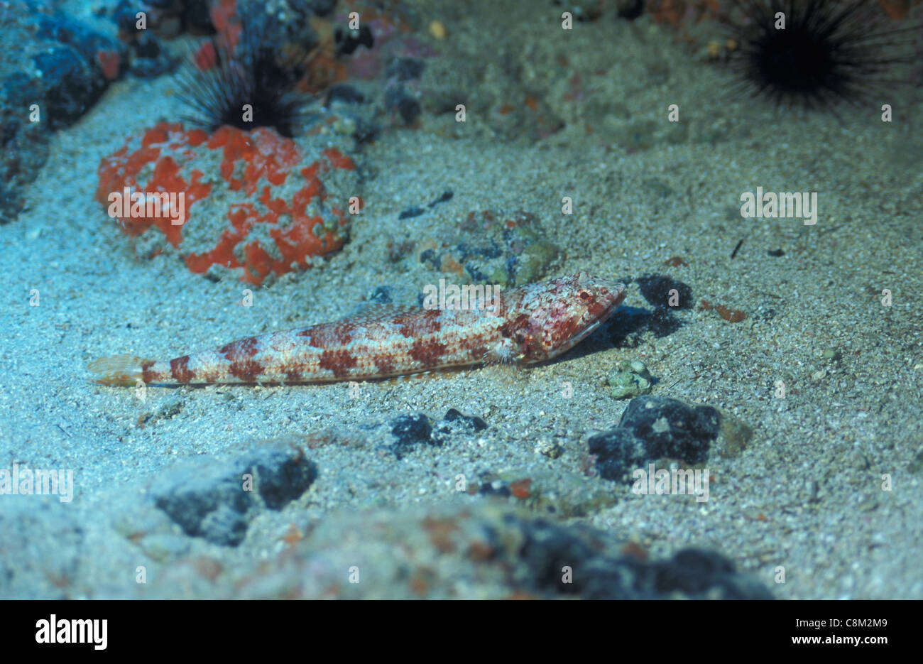 Diamond lizardfish hi-res stock photography and images - Alamy