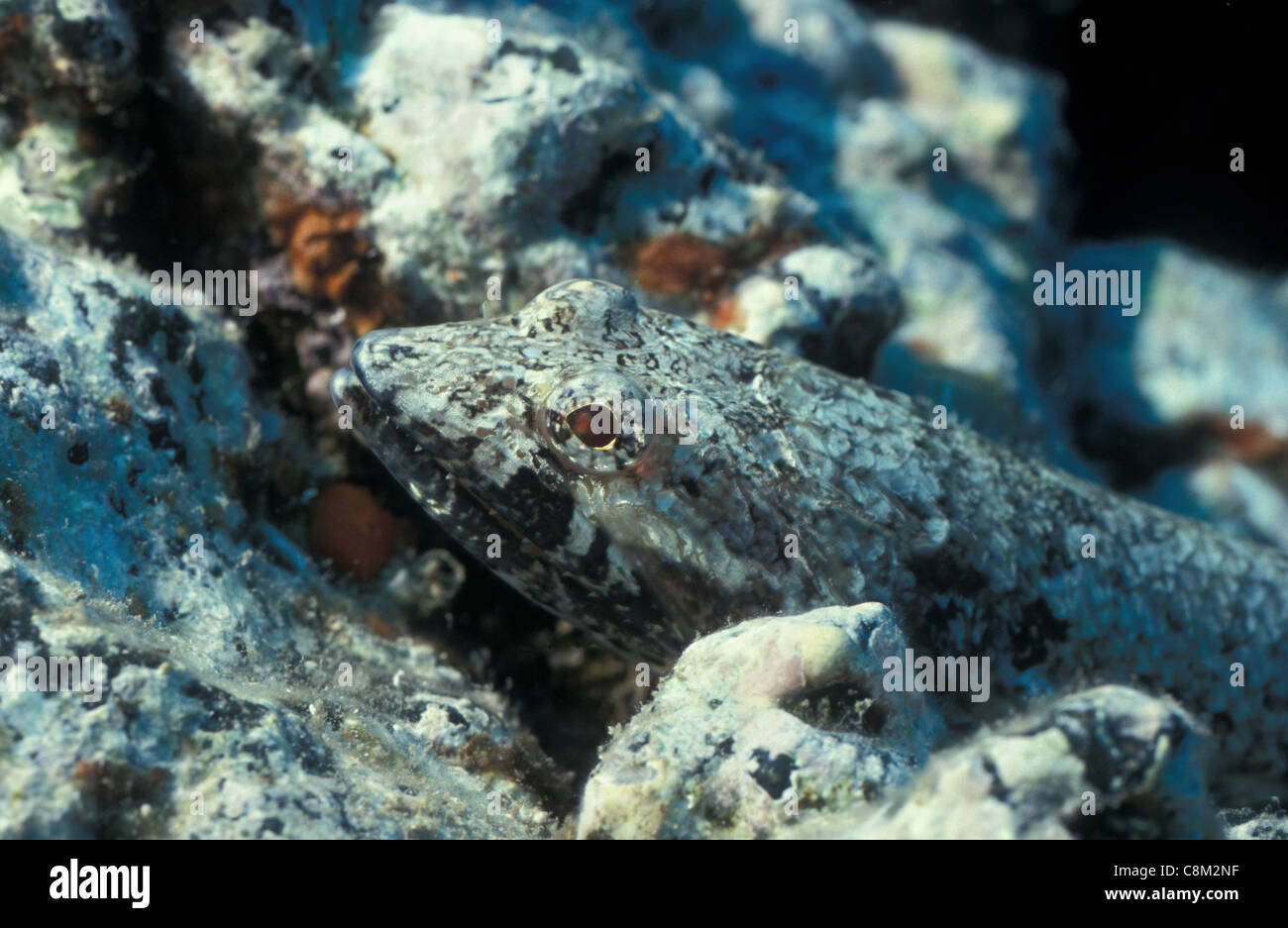 Red lizardfish - Diamond lizardfish (Synodus synodus) hidden between ...