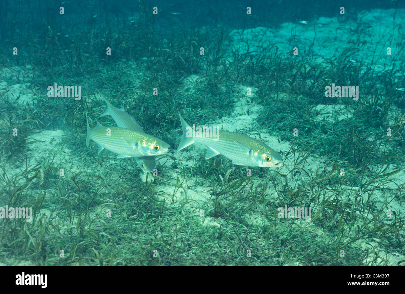 Striped mullet - Black mullet - Sea mullet - Flathead mullet - Gray ...