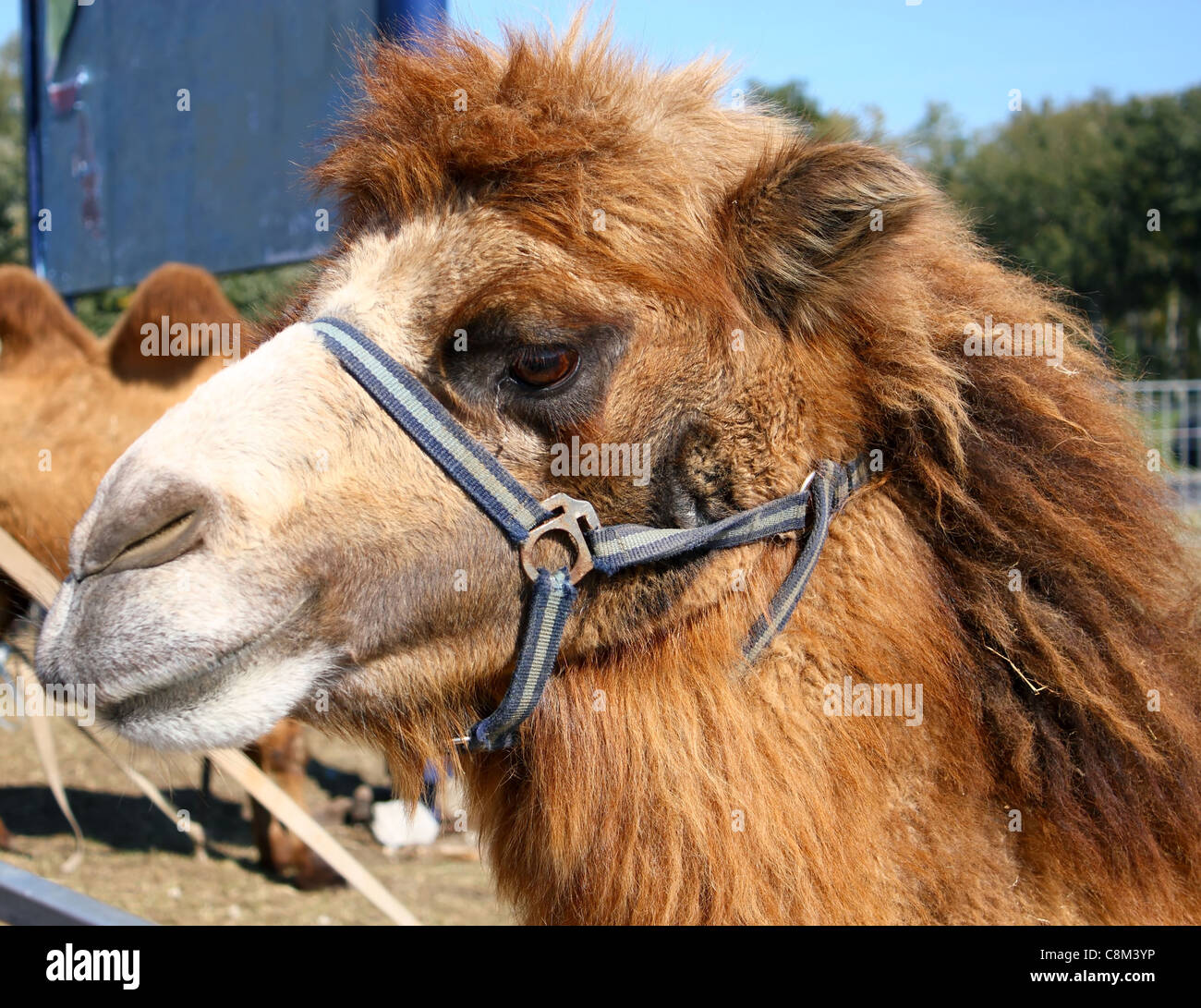 Camel close hi-res stock photography and images - Alamy