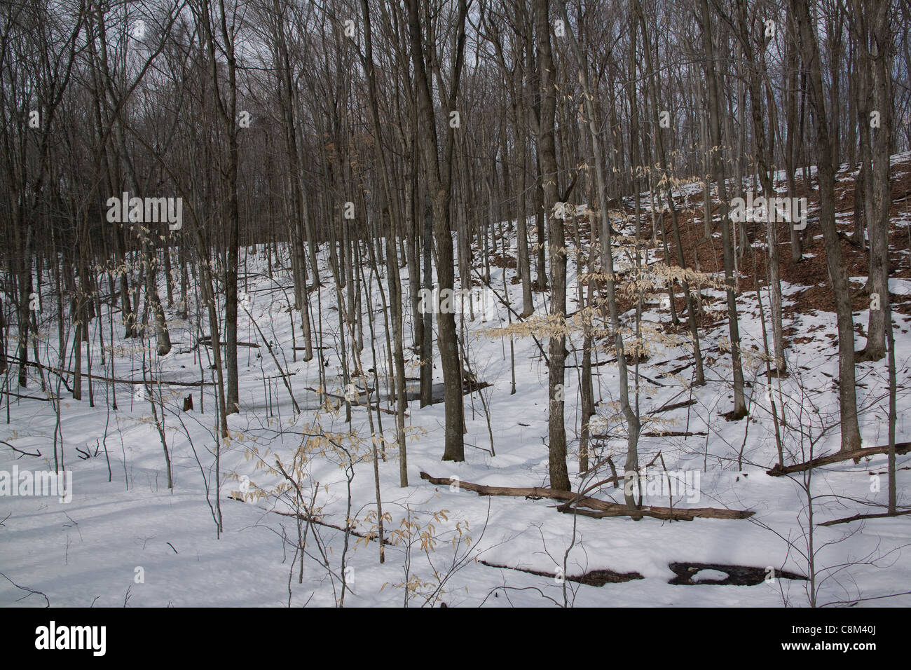 Eastern Deciduous forest, late Winter, E USA, by Carol Dembinsky ...