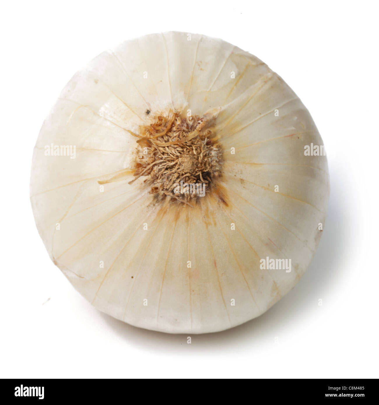 Single white onion isolated on white background with shadow Stock Photo ...