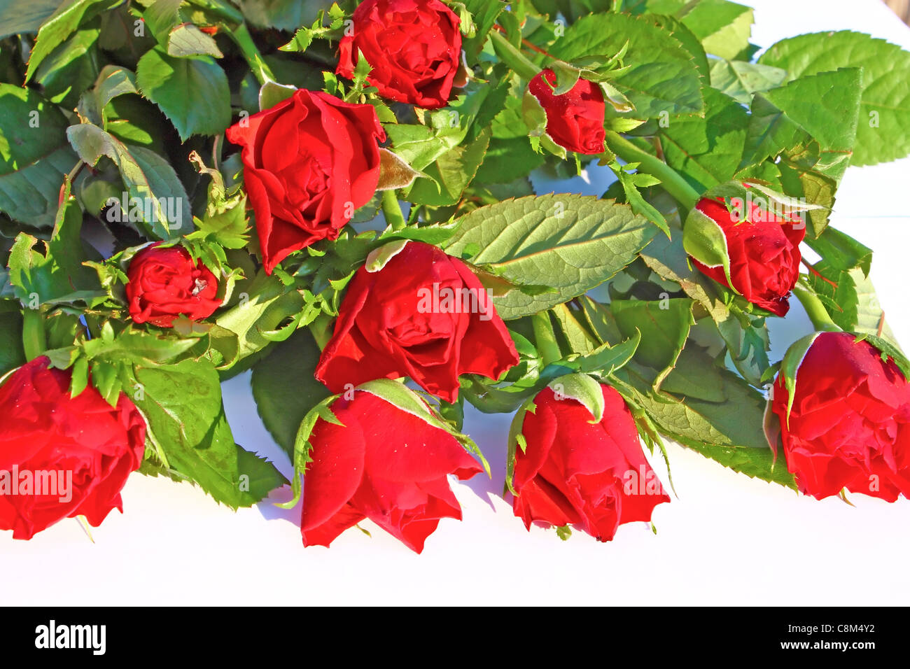 Flowers of red roses on white background Stock Photo - Alamy