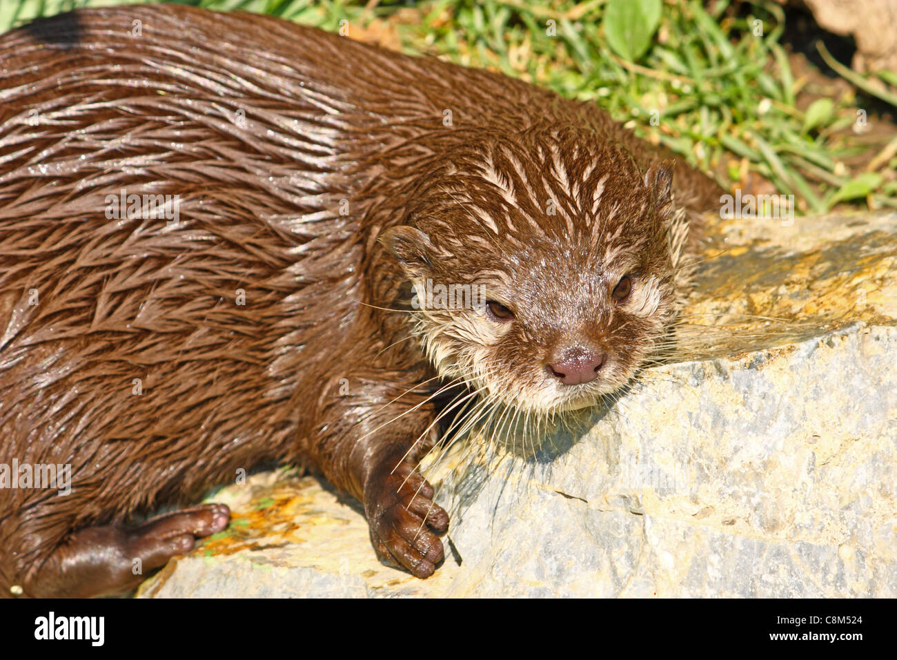 An oriental small-clawed otter taking a break after game Stock Photo ...