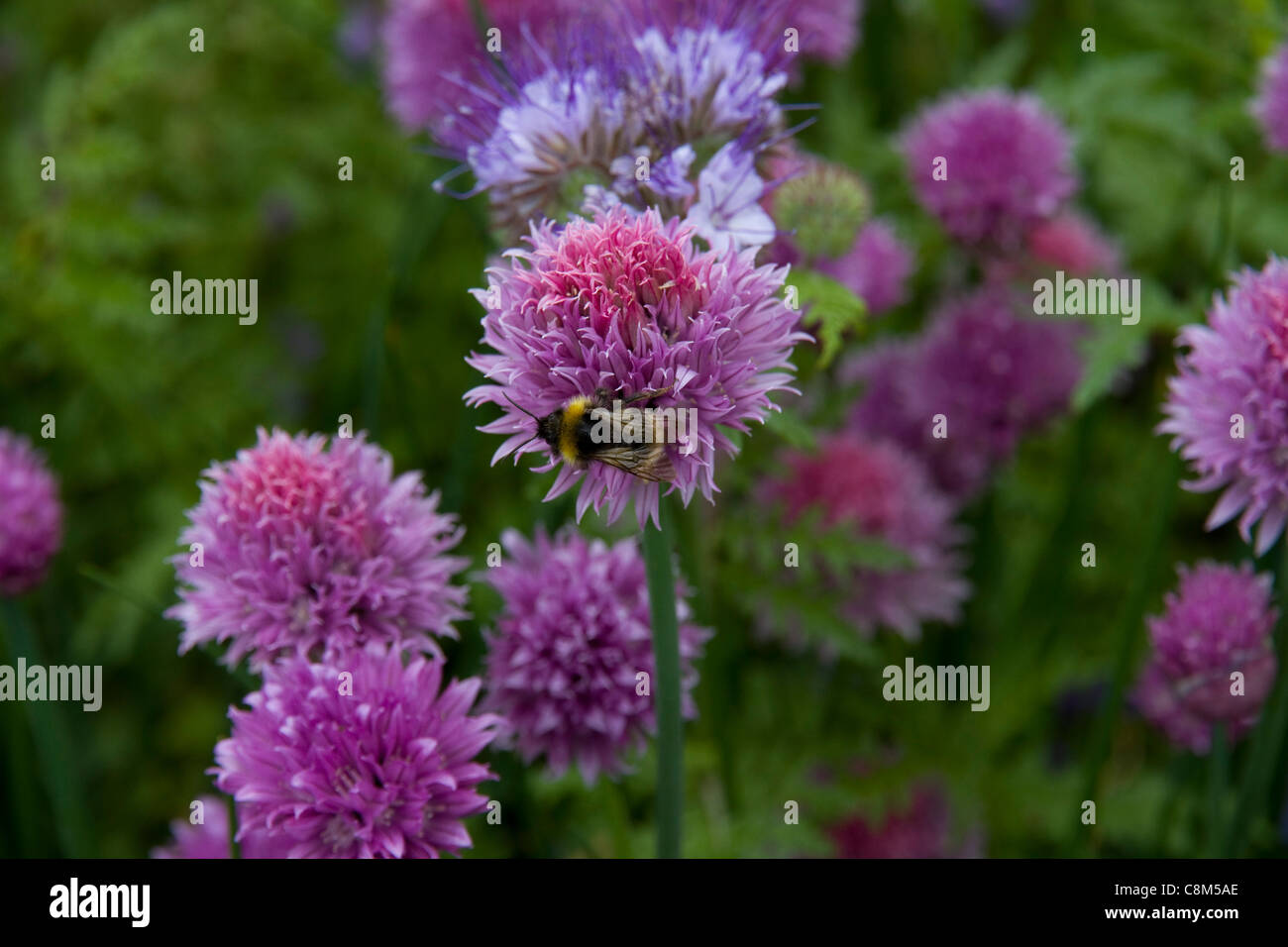Chives border hi-res stock photography and images - Alamy