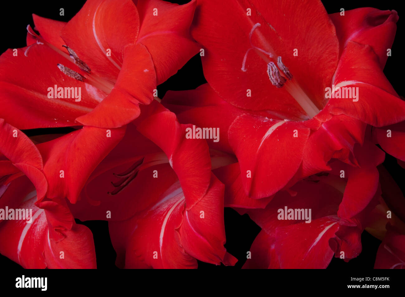 Red amaryllis flowers Stock Photo - Alamy