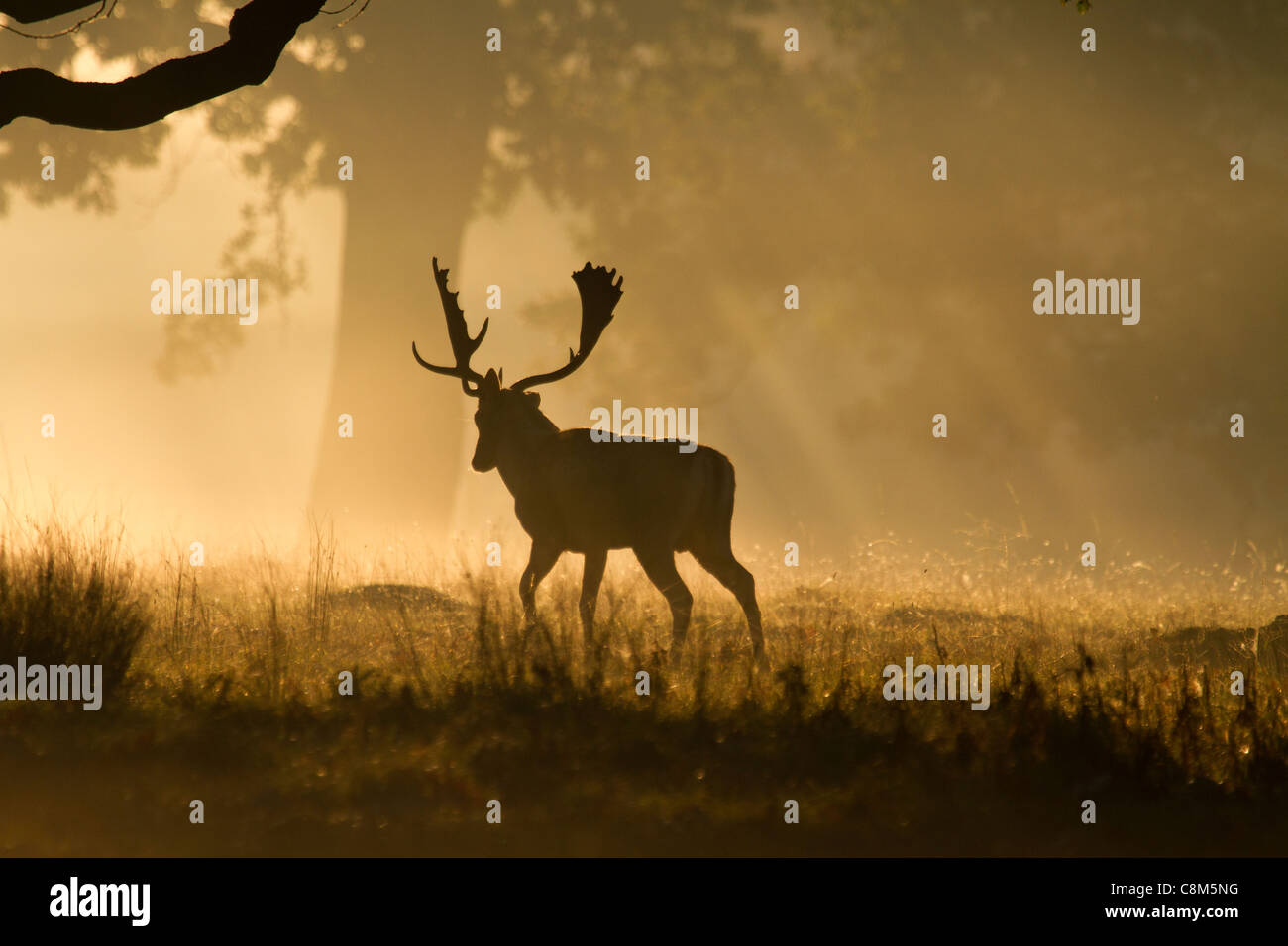 Fallow Deer, Dama dama buck walks away into the early morning light ...