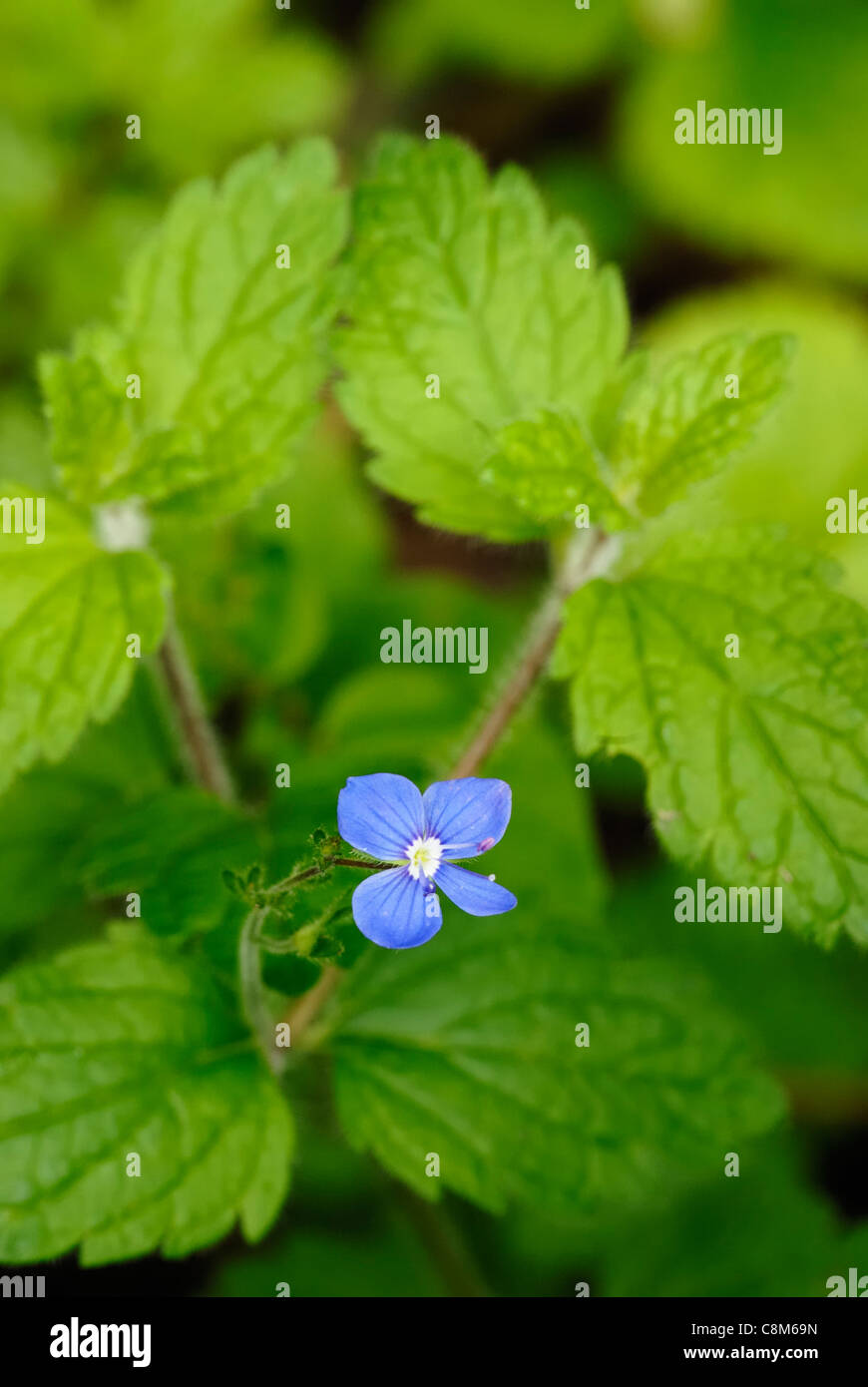 Veronica montana, Wood Speedwell, Wales, UK Stock Photo - Alamy
