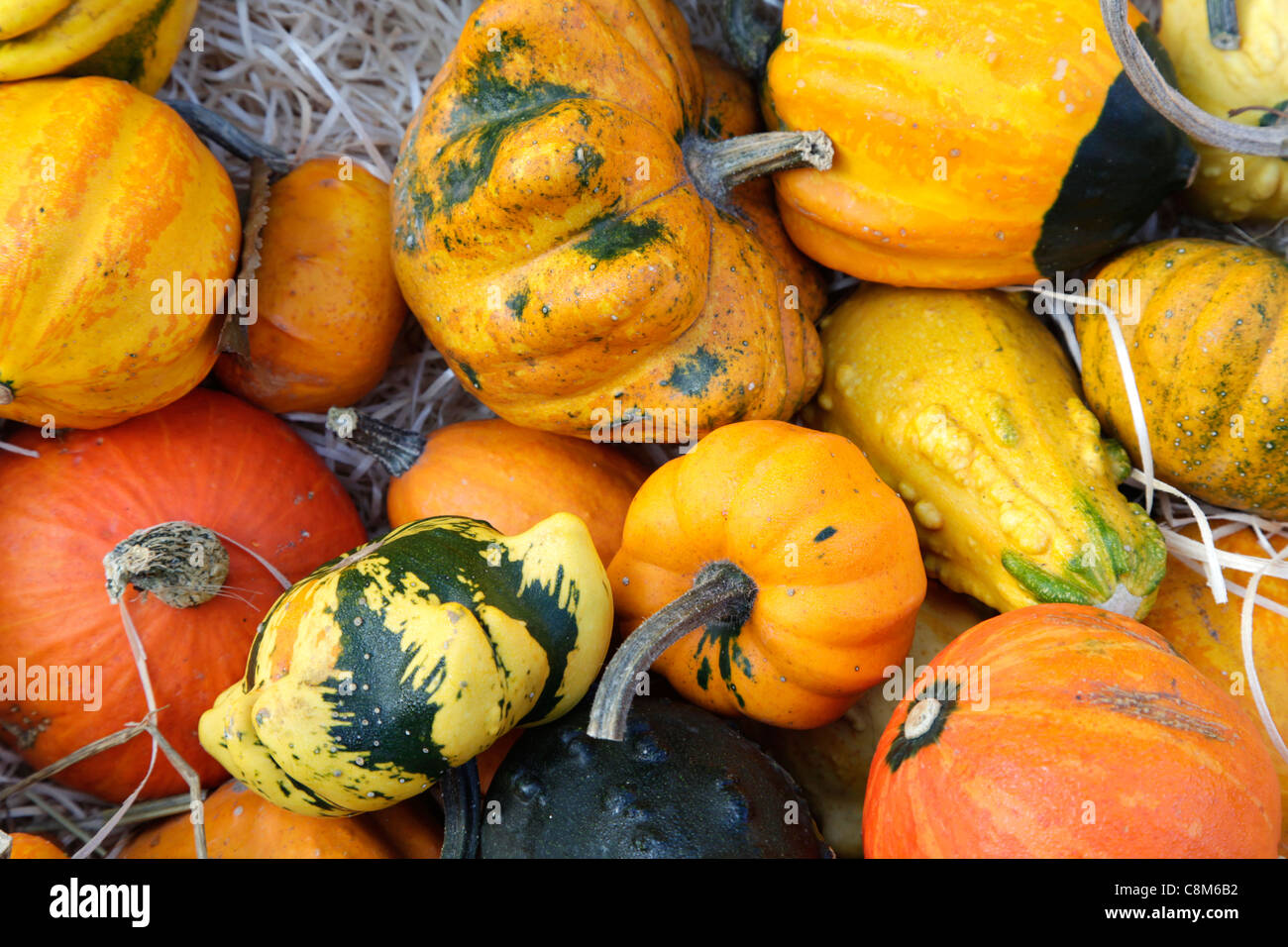 Still life squashes pumpkins hi-res stock photography and images - Alamy