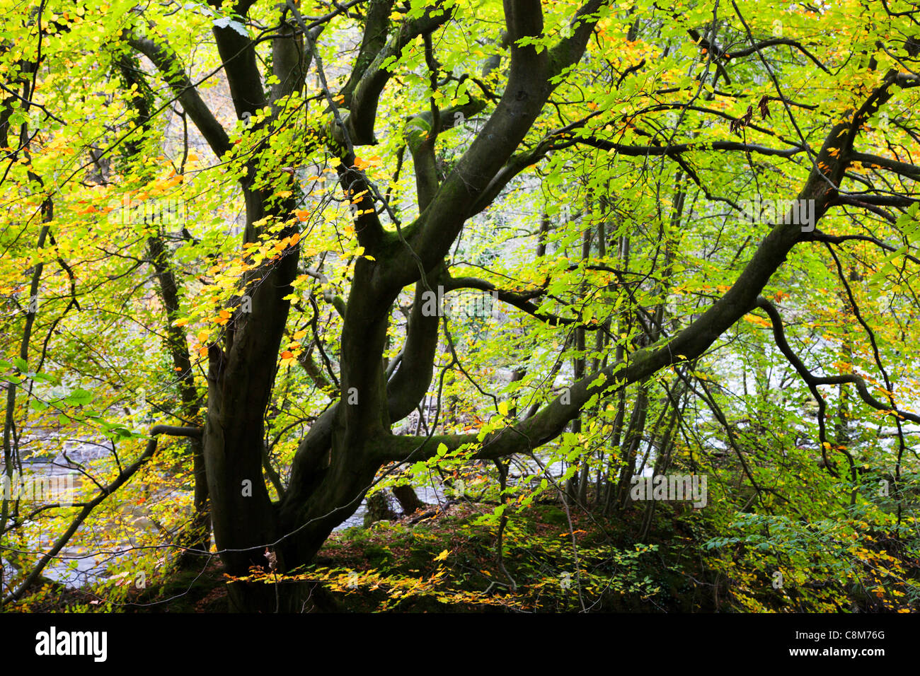 Backlit Tree in Strid Wood Bolton Abbey Yorkshire Dales England Stock ...