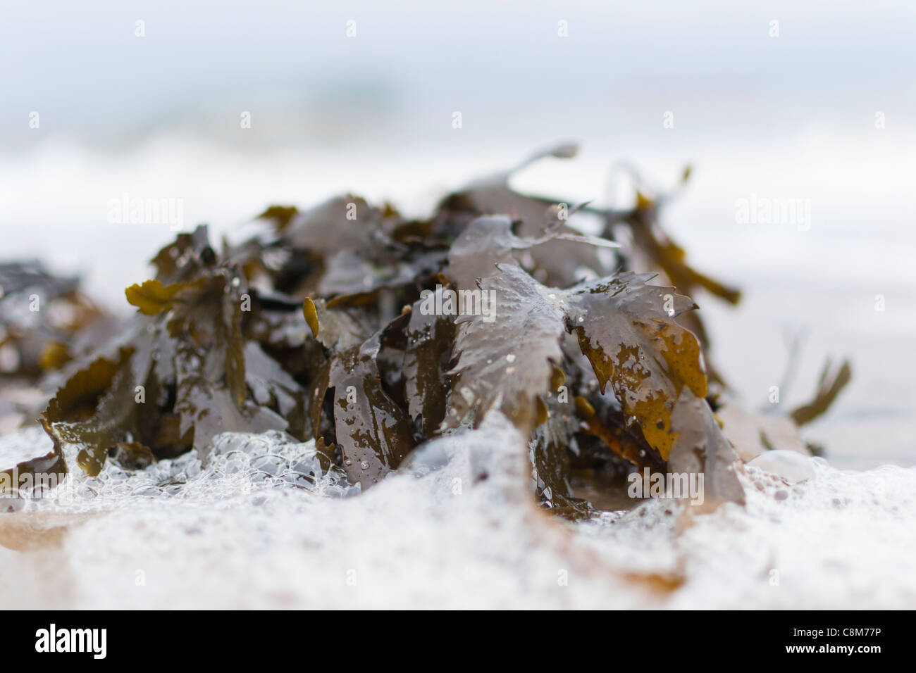 Bladderwrack seaweed wave foam sea beach weed scotland hi-res stock ...