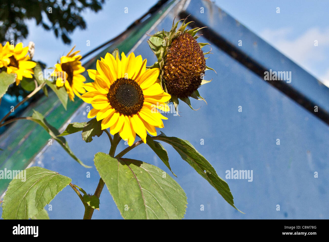 Natural sunflower in bloom Stock Photo - Alamy