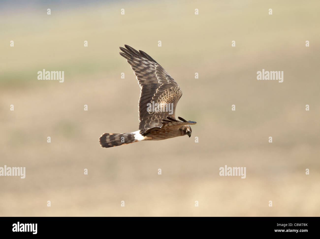 Circus pygargus andalucia hi-res stock photography and images - Alamy