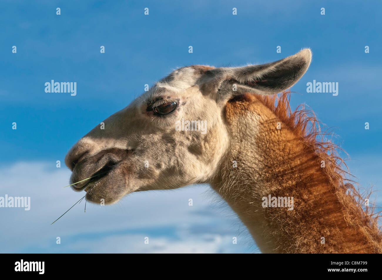 Close-up of a llama (Llama glama) eating grass Stock Photo - Alamy
