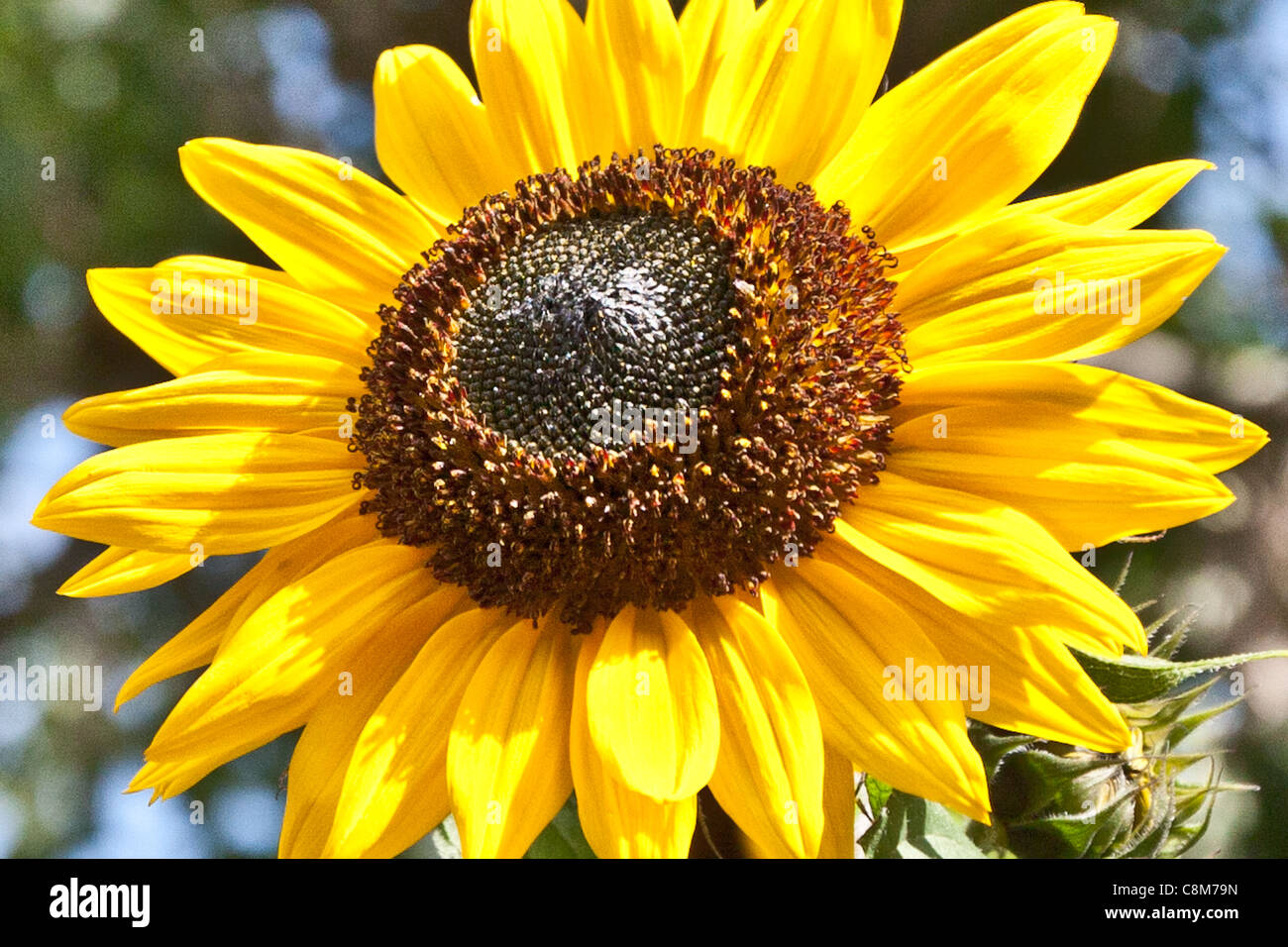 Natural sunflower in bloom Stock Photo - Alamy