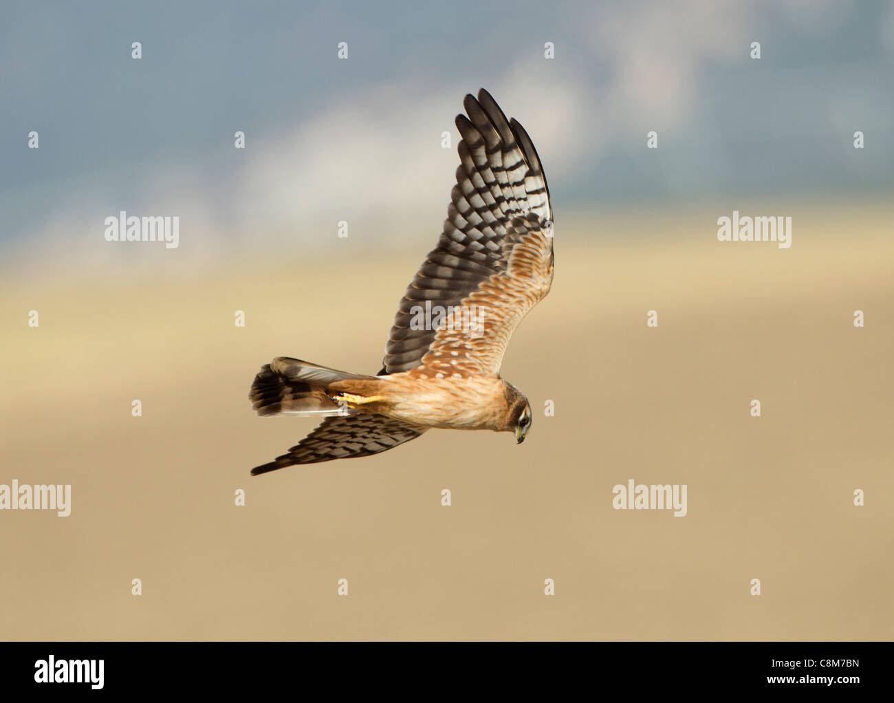 Montagu harrier Circus pygargus hunting whilst on migration Stock Photo ...