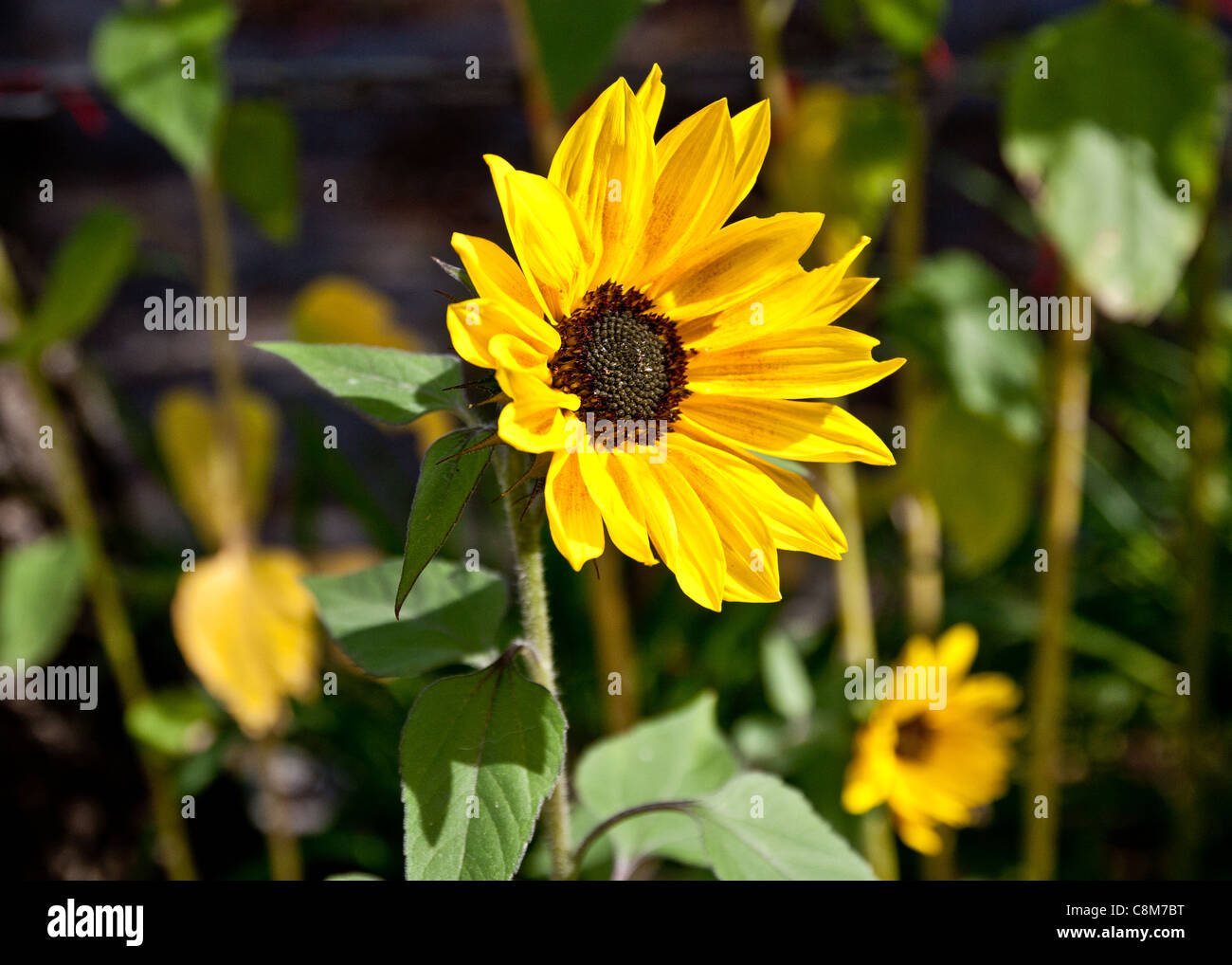 Grown sunflower hi-res stock photography and images - Alamy