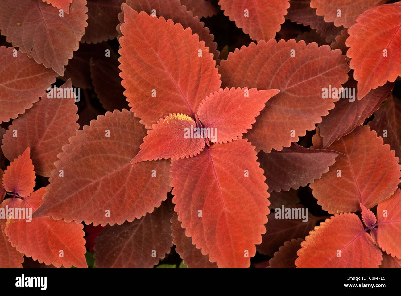 Red coleus plant Stock Photo - Alamy
