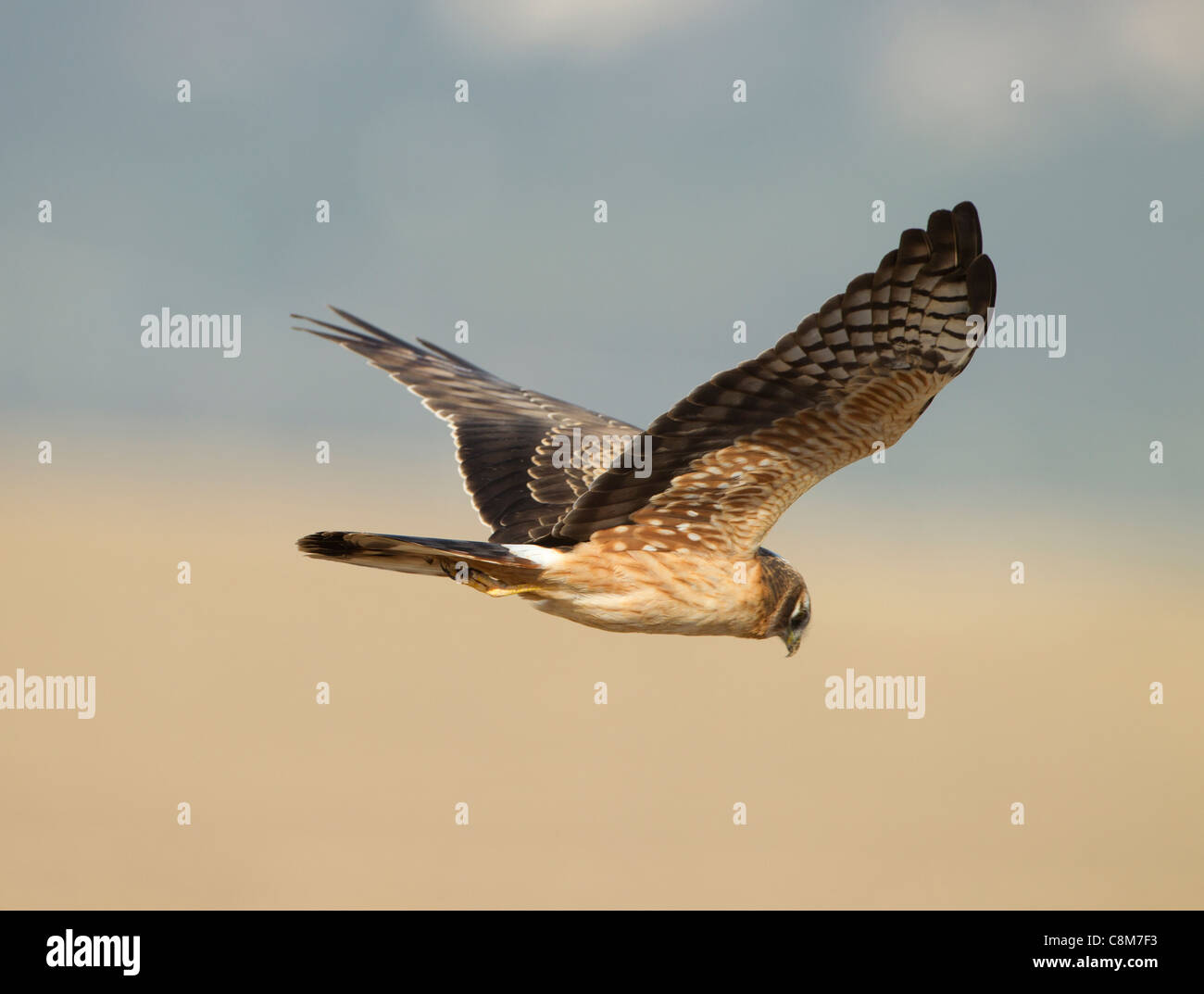 Montagu harrier Circus pygargus hunting whilst on migration Stock Photo ...