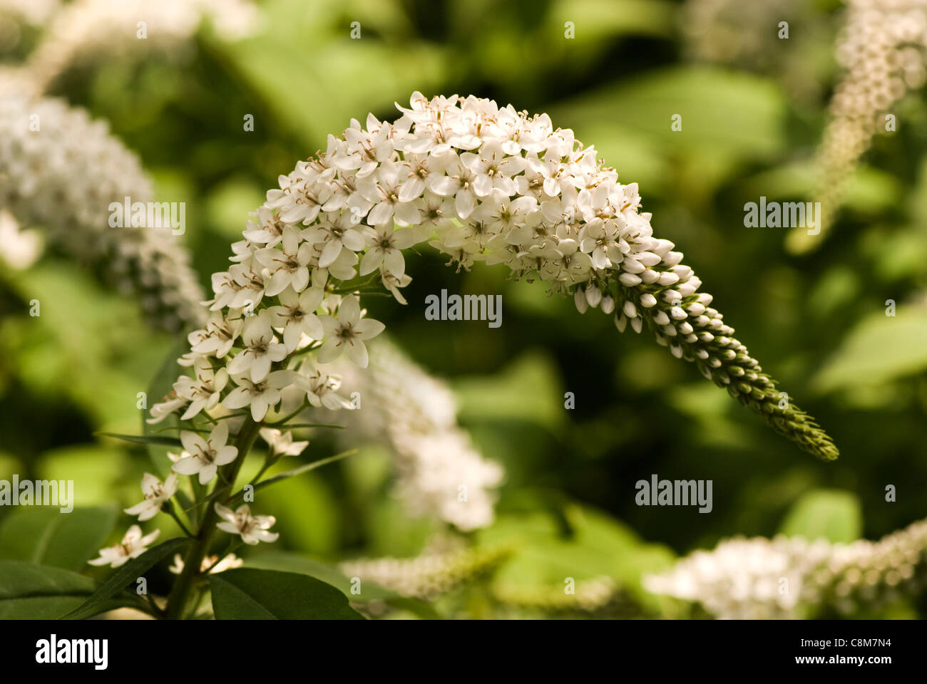 Gooseneck flower (lysimachia clethro) in a field Stock Photo - Alamy
