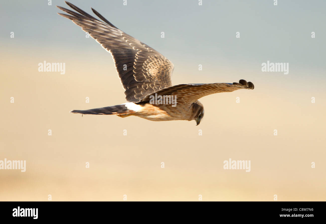 Circus pygargus andalucia hi-res stock photography and images - Alamy