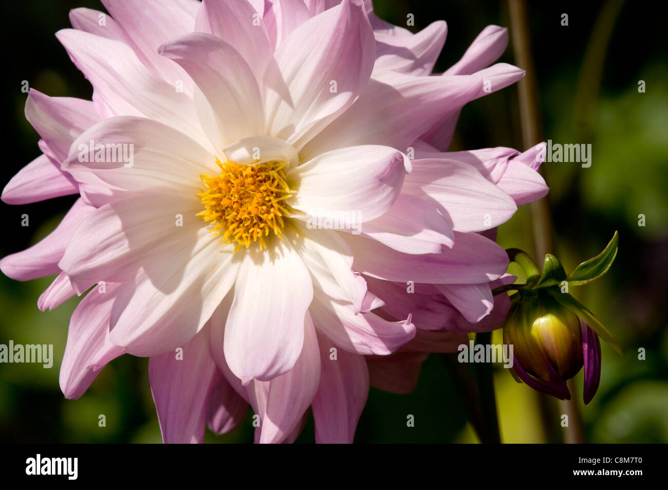 One single dahlia hi-res stock photography and images - Alamy