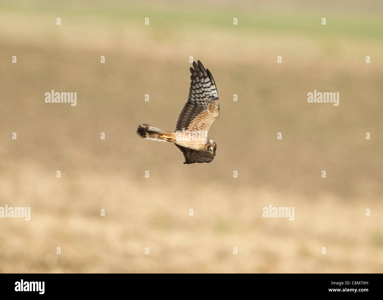 Montagu harrier Circus pygargus hunting whilst on migration Stock Photo ...